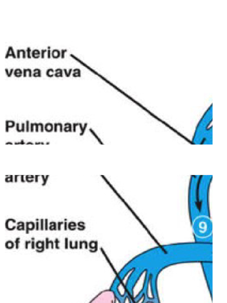 Types of Circulation Image | PDF