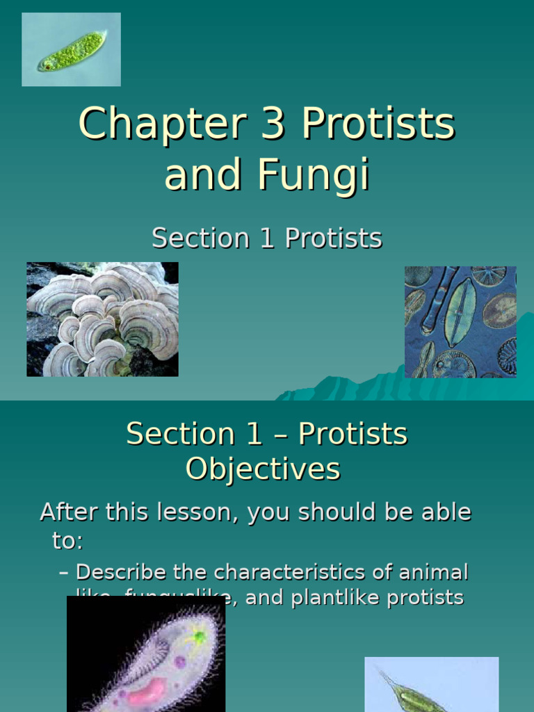 Characteristics of Protists and Fungi | PDF | Fungus | Algae