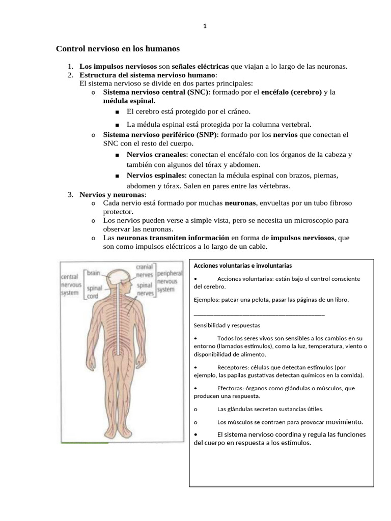 Control Nervioso en Los Humanos | PDF | Sinapsis | Neurotransmisor