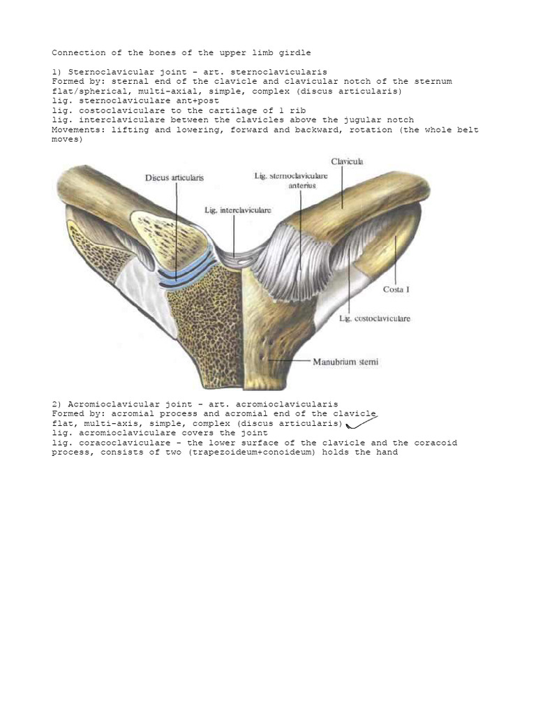 08 02 Connection of The Bones of The Upper Limb Girdle | PDF | Joints ...