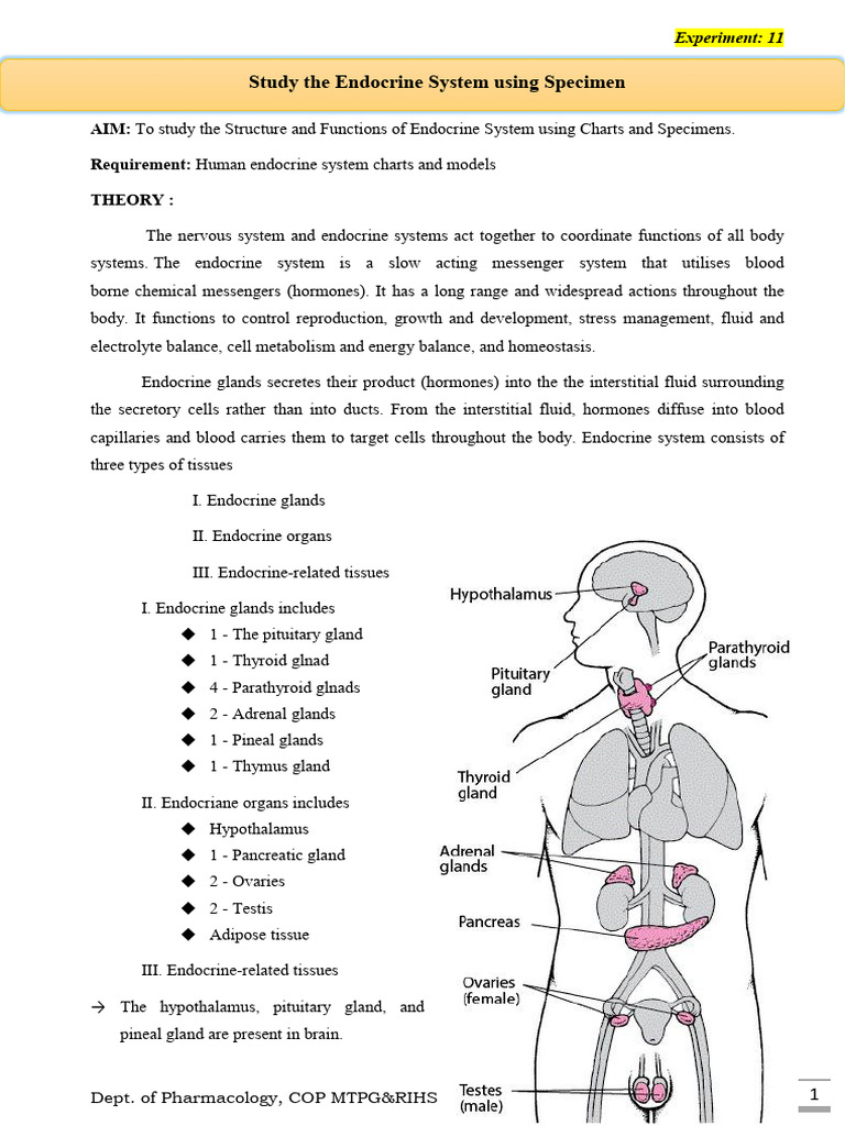 Study The Endocrine System Using Specimen | PDF | Endocrine System ...