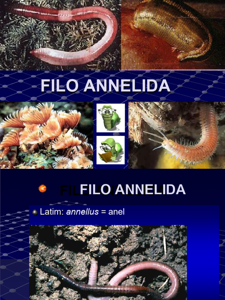 Características e Classificação do Filo Anelida | PDF