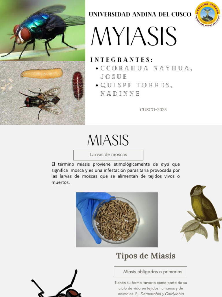 Tipos y Tratamiento de Miasis | PDF | Mosca