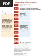 Royal Canin GI Fecal Charts - Cat - English | PDF | Human Feces | Feces