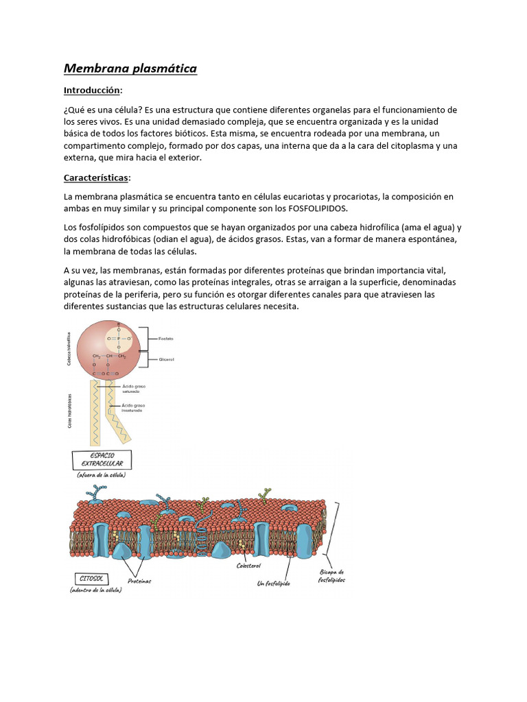 Estructura y Función de la Membrana Plasmática | PDF | Membrana celular ...