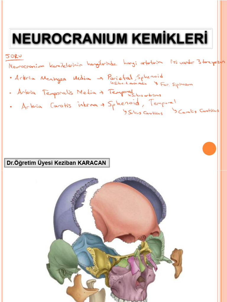 1 Neuro Cranium | PDF
