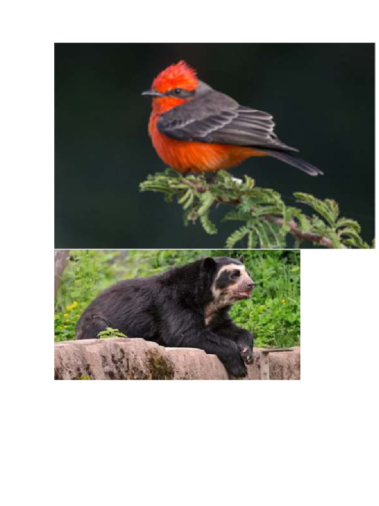 Deber de Alisson Cvvb | PDF