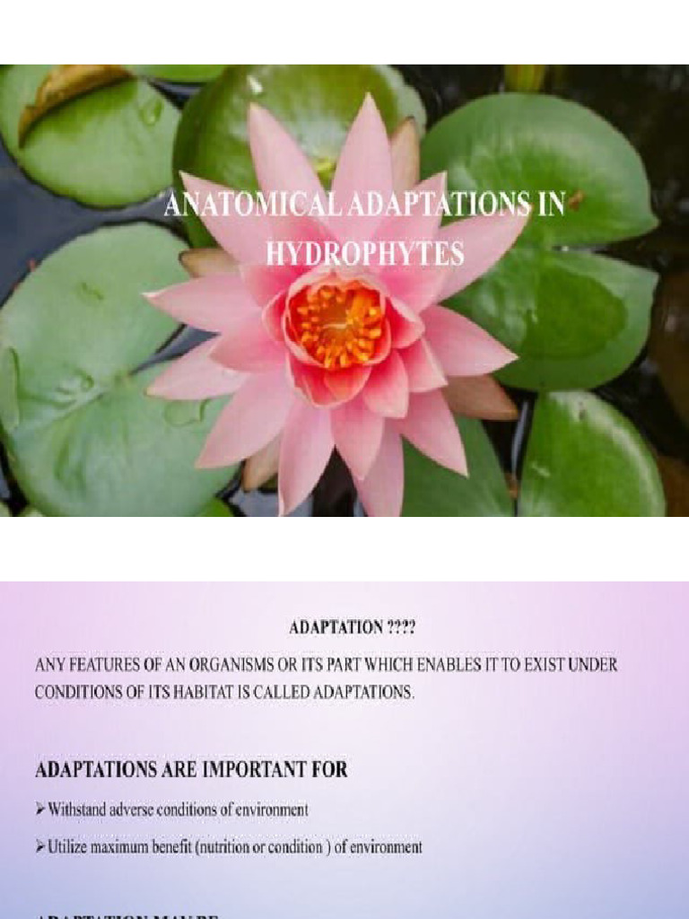 Anatomical Adaptation in Hydrophytes | PDF