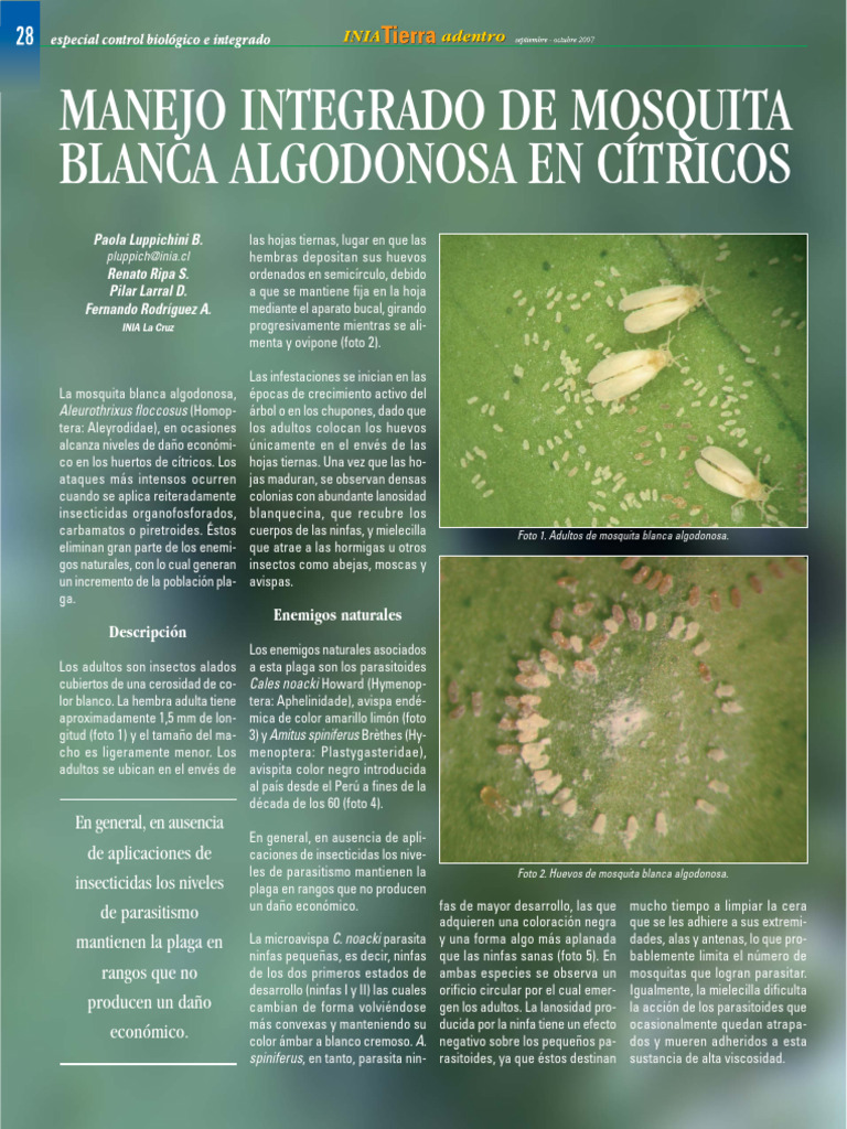 Manejo de mosquita blanca en cítricos | PDF | Insectos