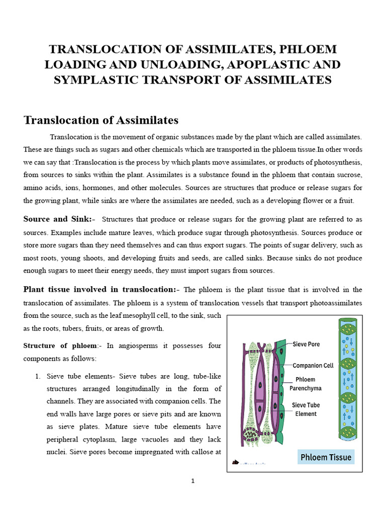 Unit 4 Phloem Loading and Unloading | PDF | Morphology (Biology) | Cell ...