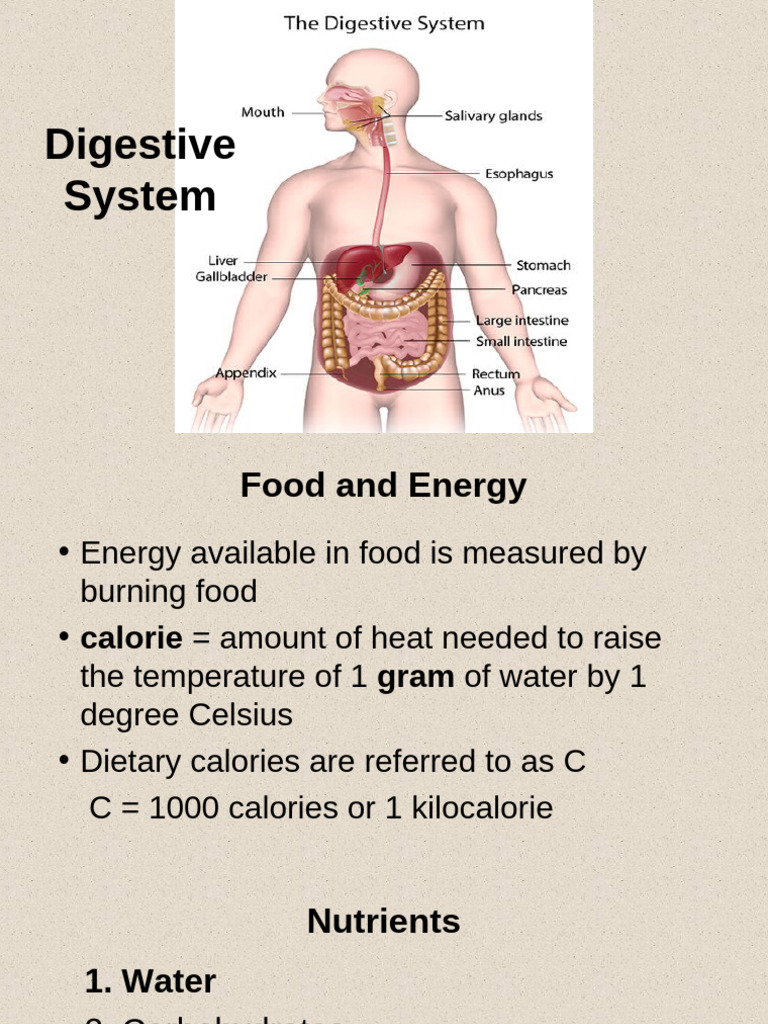 Digestive Systemand Excretory System | PDF | Small Intestine | Digestion