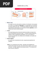 Anatomía de Las Uñas | PDF