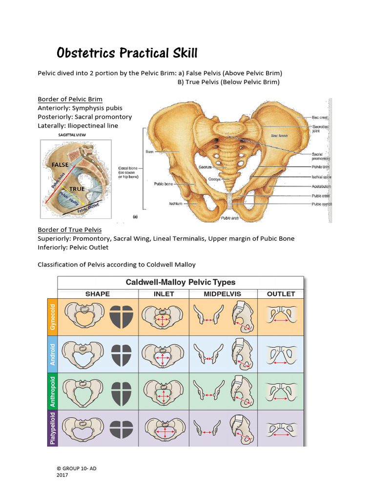 Obstetrics Practical Skill 1 | PDF | Pelvis | Anatomy