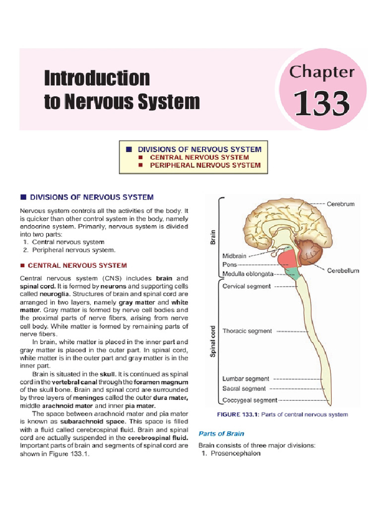 Nervous System | PDF