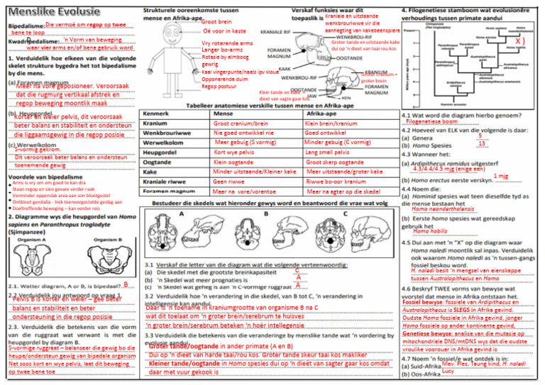 Menslike Evolusie Eenblad Afrikaanse MEMO | PDF