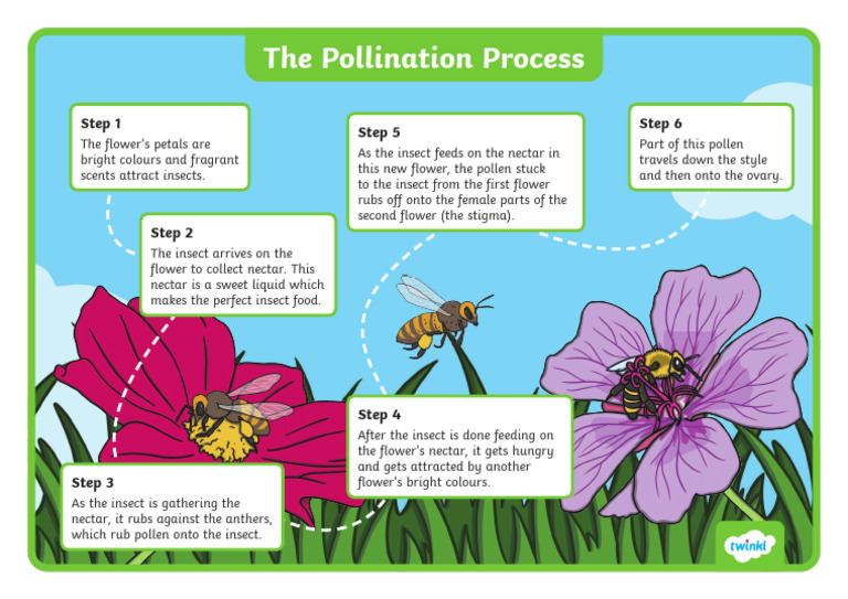 T T 26320 Pollination Information Poster - Ver - 1 | PDF