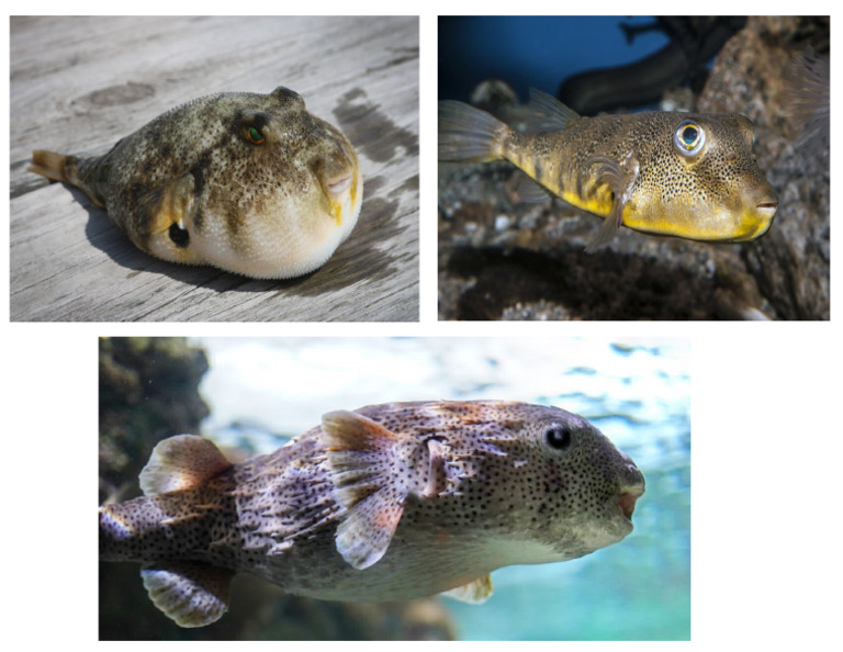 Puffer | PDF