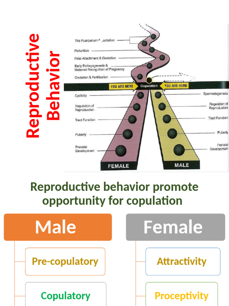 Understanding Proceptivity in Reproductive Behavior | PDF | Zoology ...