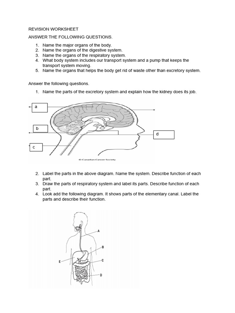 Revision Worksheet 1st Term Year 6 2024-2025 | PDF