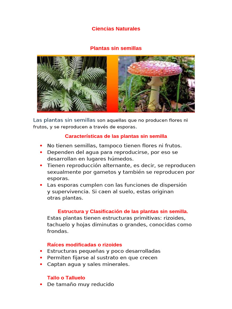 Clasificación y características de plantas sin semillas | PDF