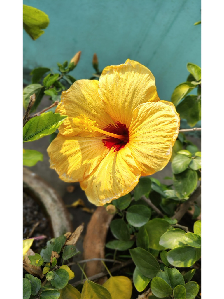 Flower | PDF