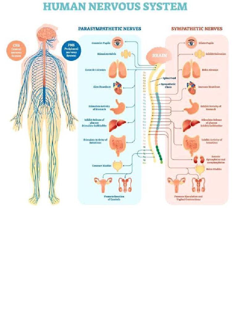 Nervous System | PDF