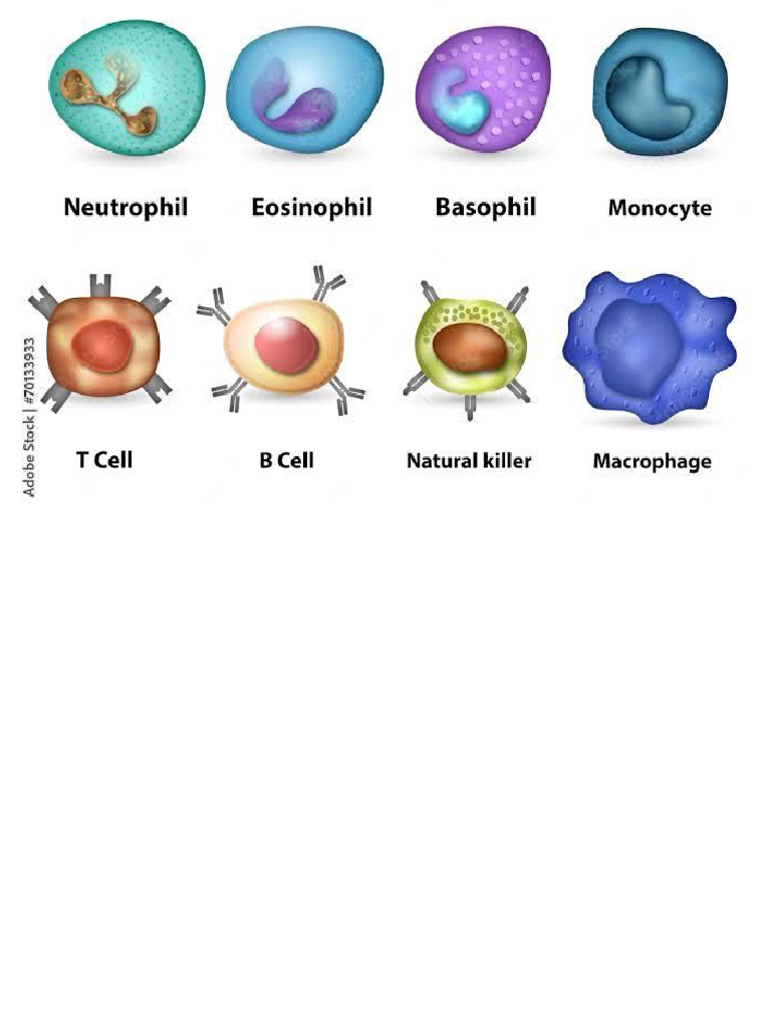 WBC Cells Type | PDF