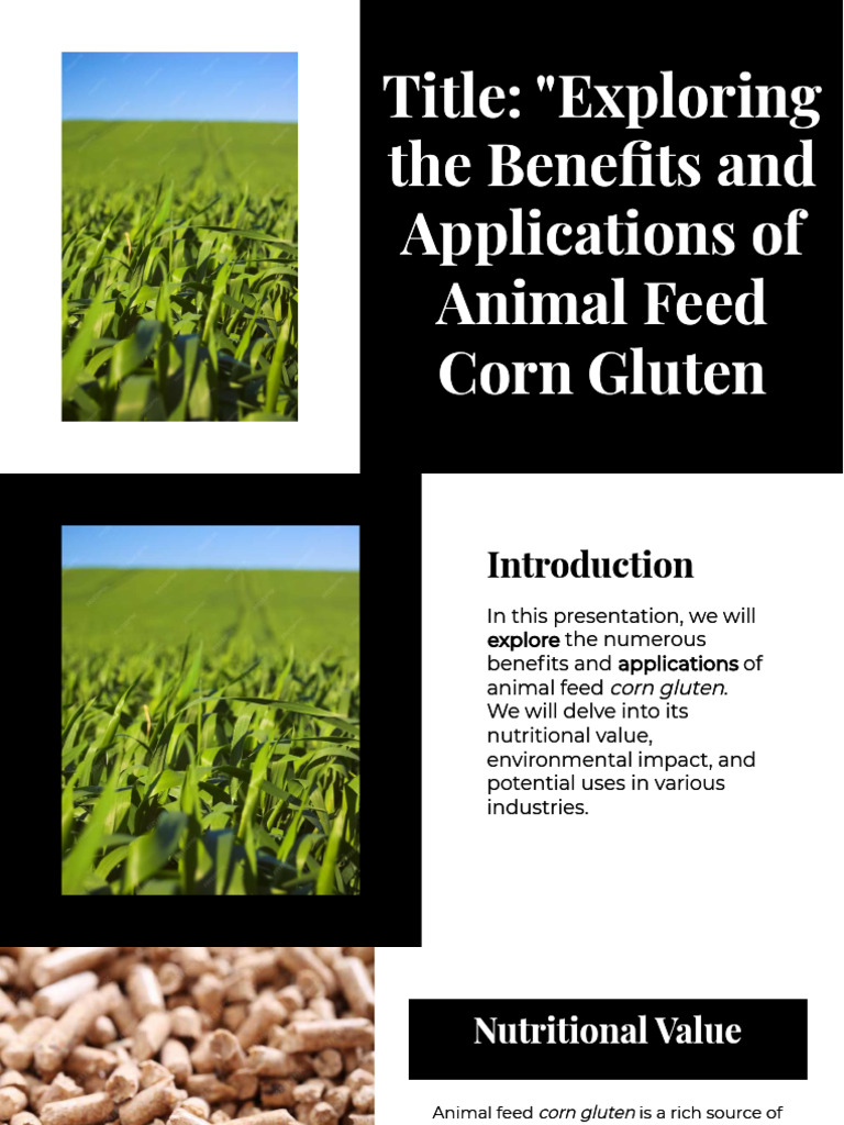 Animal Feed Corn Gluten | PDF