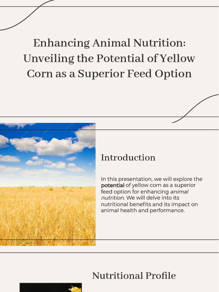Yellow Corn: A Superior Animal Feed | PDF