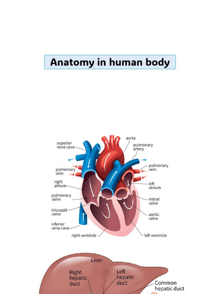 Anatomy Organs | PDF