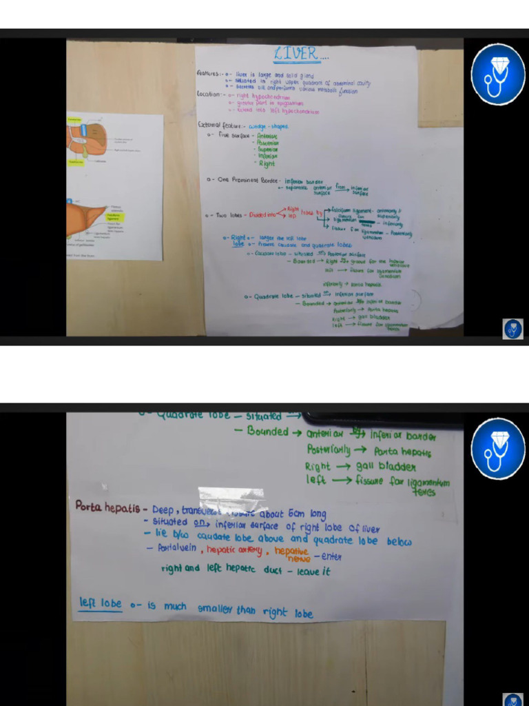 Liver Anatomy | PDF