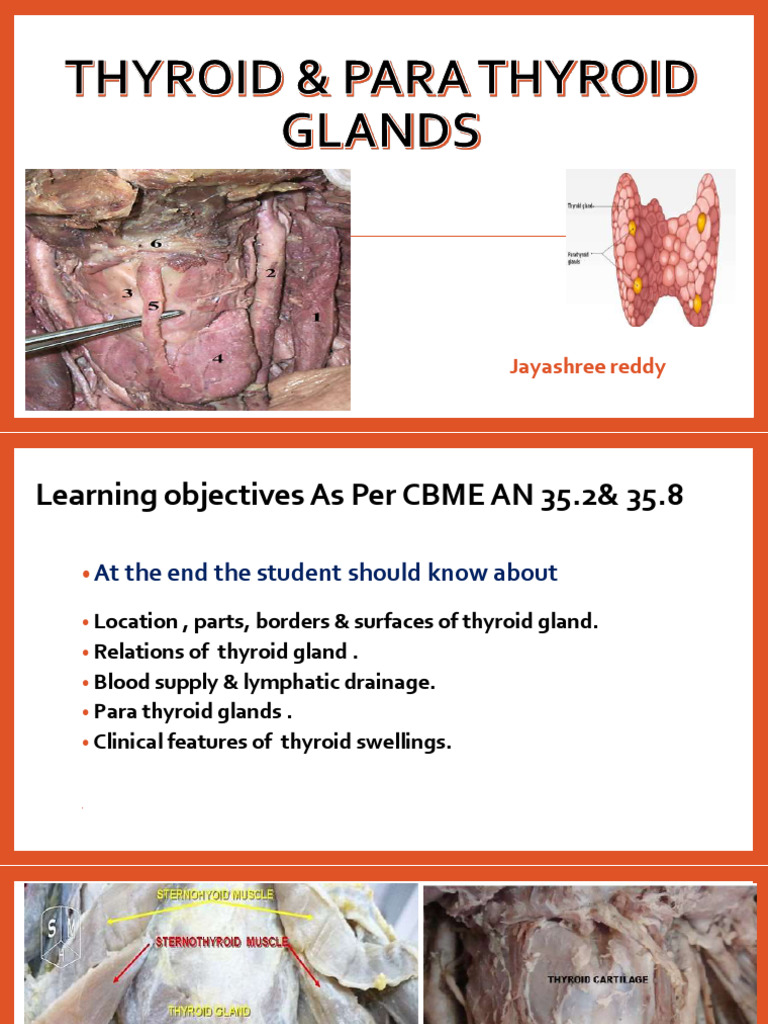 Thyroid & para Thyroid Glands KJR (1) - 2 | PDF | Thyroid | Animal Anatomy