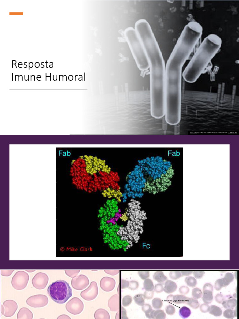 Resposta Imune Humoral e Linfócitos B | PDF | Célula B | Sistema ...