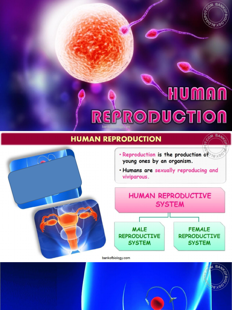 Grd12 - 3 Human Reproduction PPT Part 1 | PDF