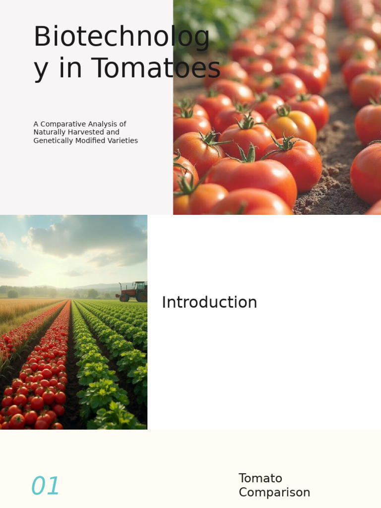 Biotechnology in Tomatoes | PDF | Tomato | Agriculture