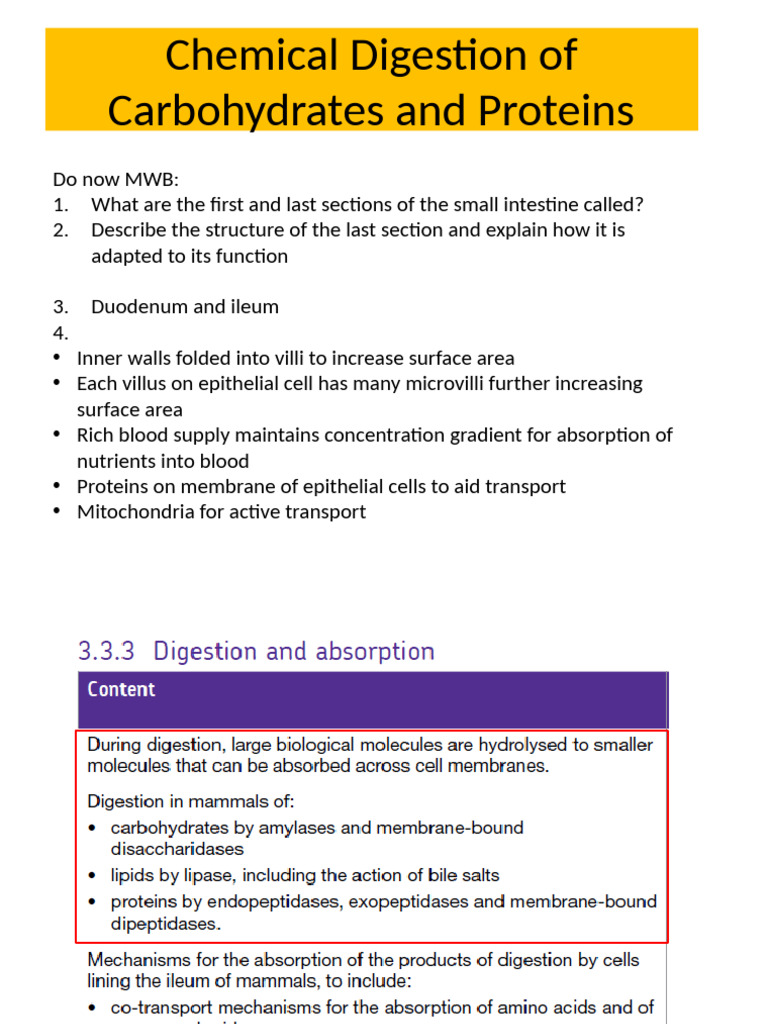 7 Chemical Digestion of Carbs and Protein NSH | PDF | Digestion ...