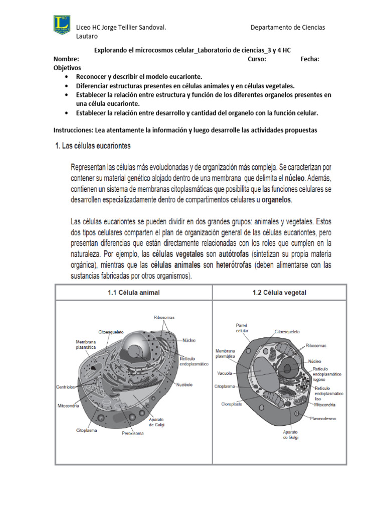 Exploración del Microcosmos Celular | PDF | Biología Celular) | Eucariotas