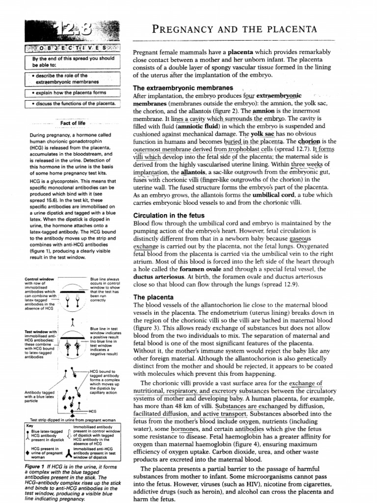 Development | PDF | Fetus | Placenta