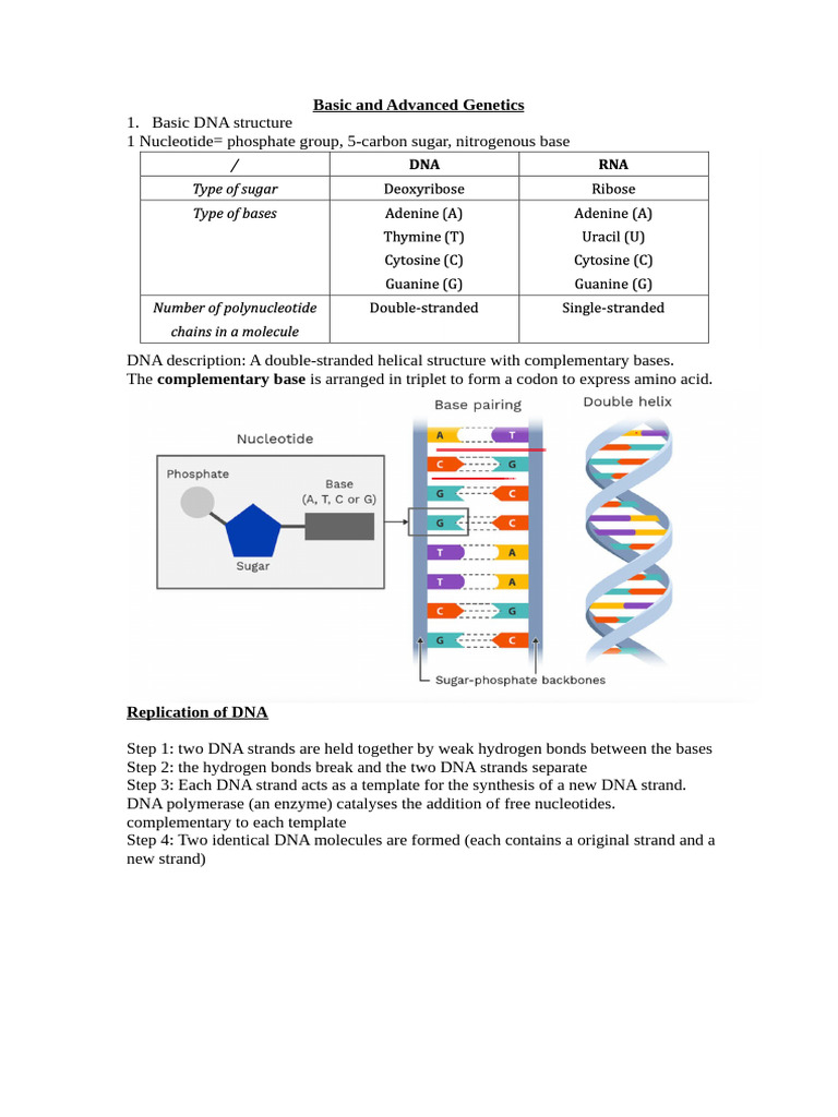 Key DNA Concepts and Applications | PDF | Messenger Rna | Genetic Code