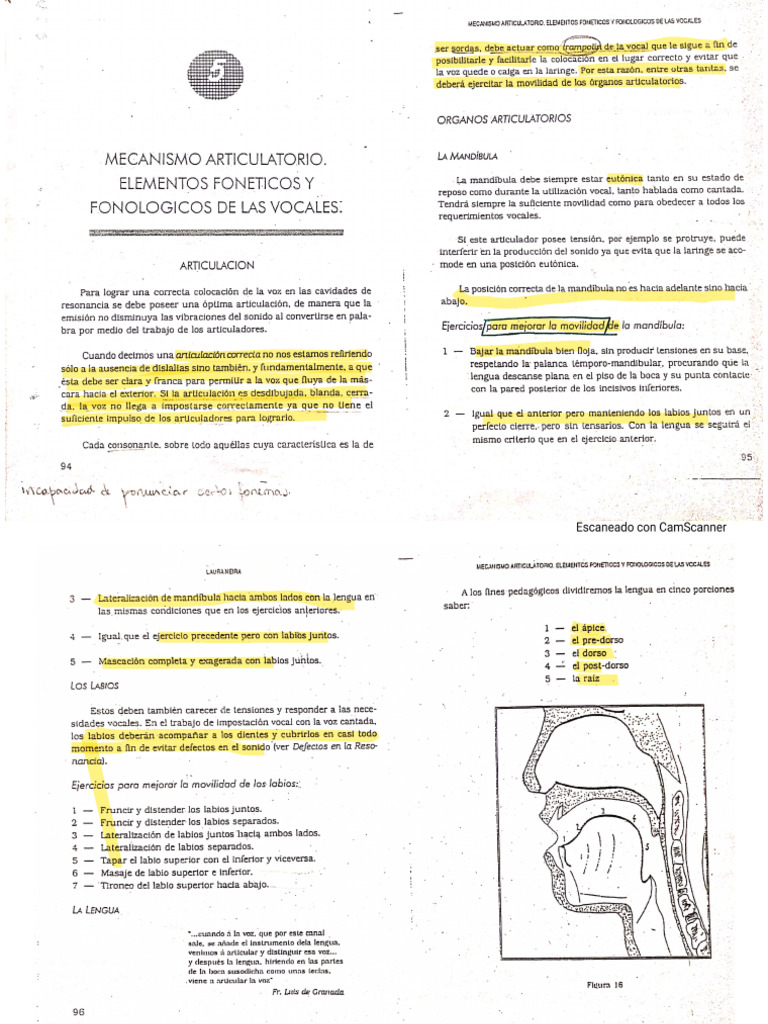 Mecanismo Articulatorio. Laura Neira. | PDF