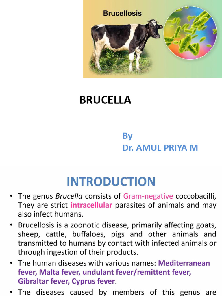 Brucella Micro Amul | PDF