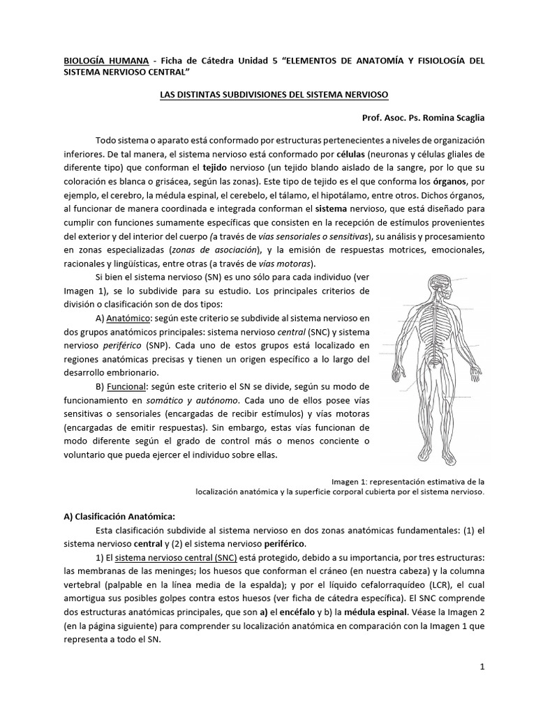 Audisio, E. Et Al. (2024) - Elementos de Anatomía y Fisiología Del Sistema Nervioso Central ...