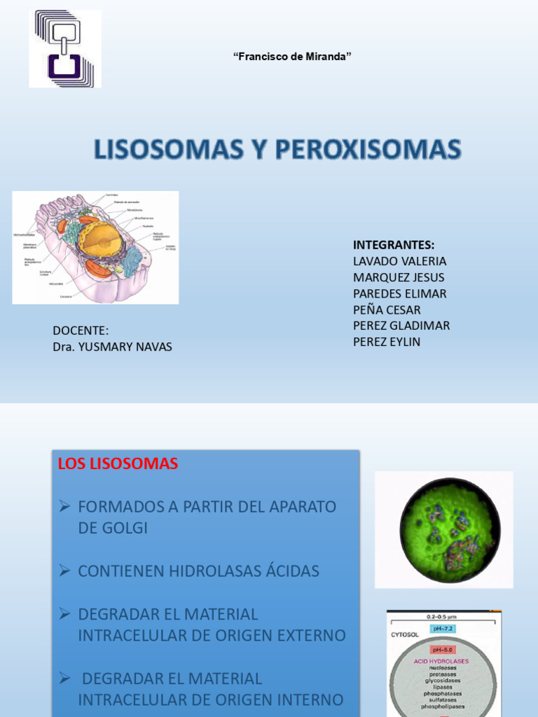 Lisosomas y Peroxisomas Tema 26. UNEFM SECCIÓN 30 | PDF | Lisosoma ...