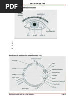 Grade 12 Life Science The Eye | PDF | Eye | Myopia