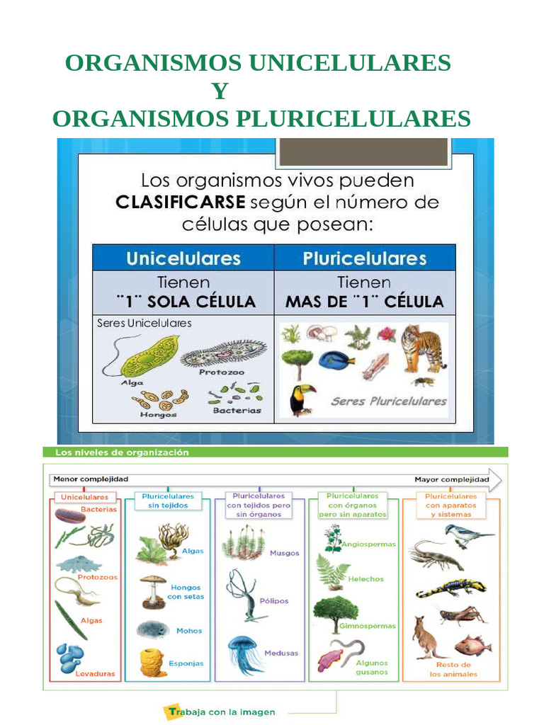 Organismos Pluricelulares y Unicelulares | PDF