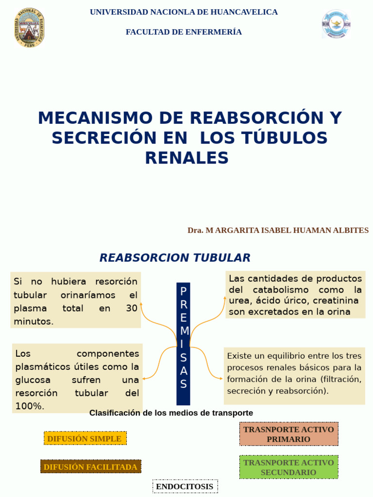 Reabsorción y Secreción en Túbulos Renales | PDF | Biología Celular