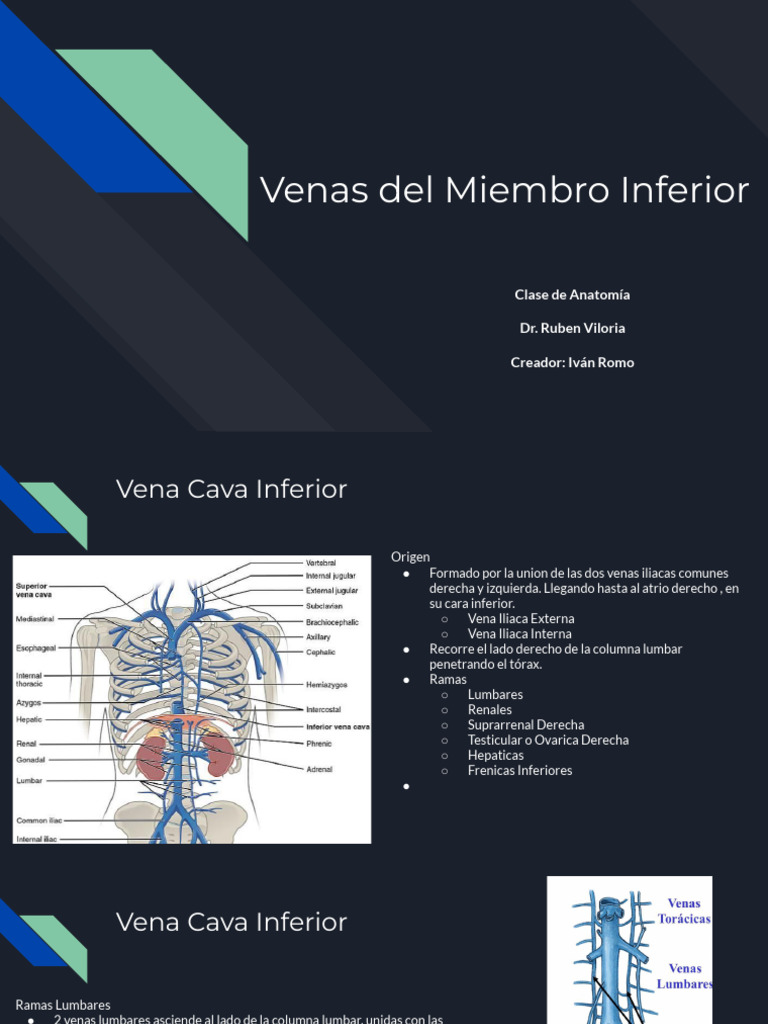 Venas del Miembro Inferior: Anatomía | PDF | Vena | Sistema cardiovascular