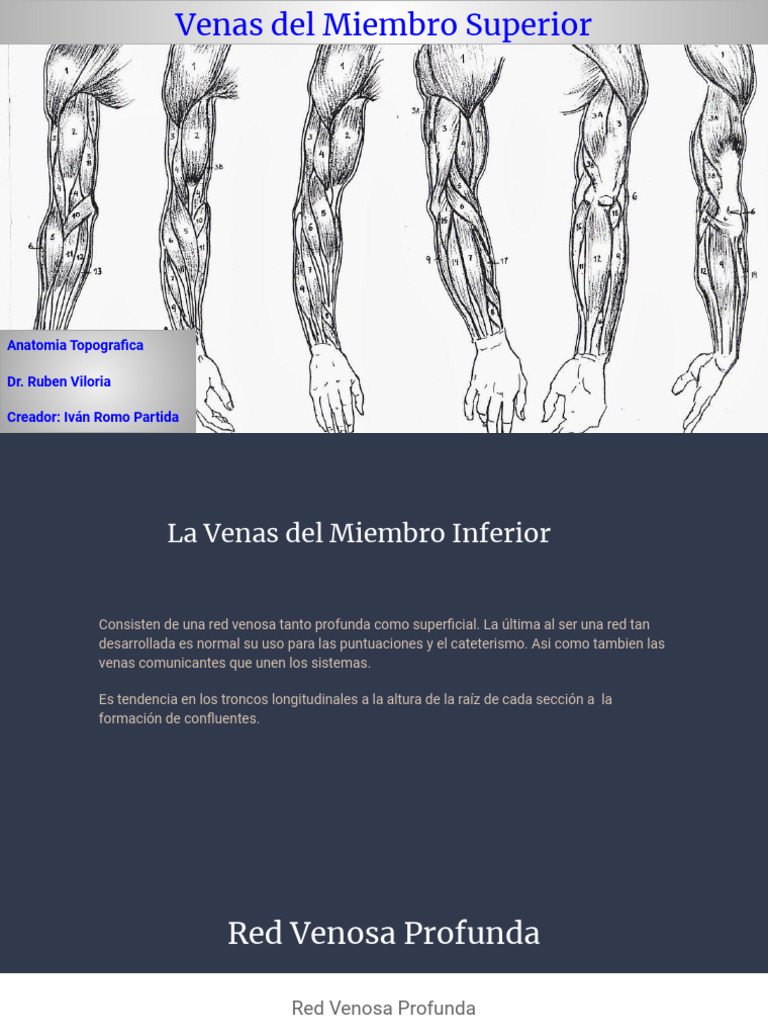 Anatomía de las Venas del Miembro Superior | PDF | Vena | Angiología