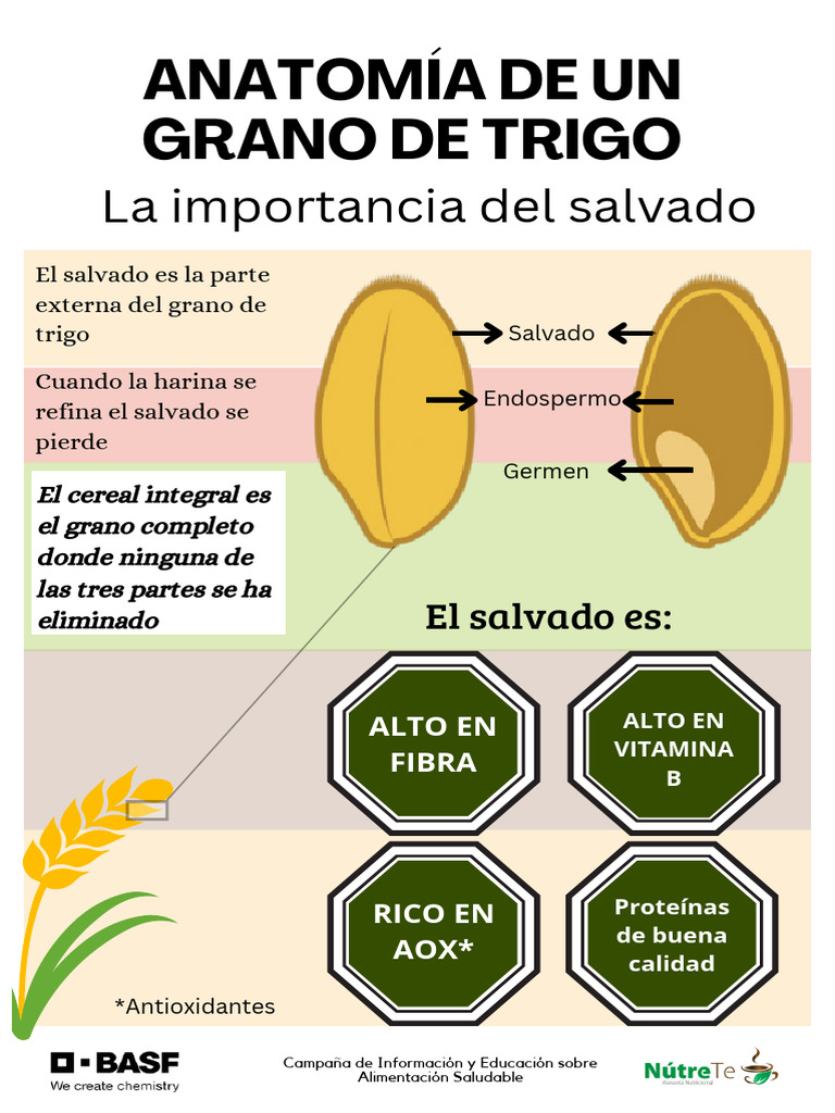 Anatomía de Un Grano de Trigo | PDF