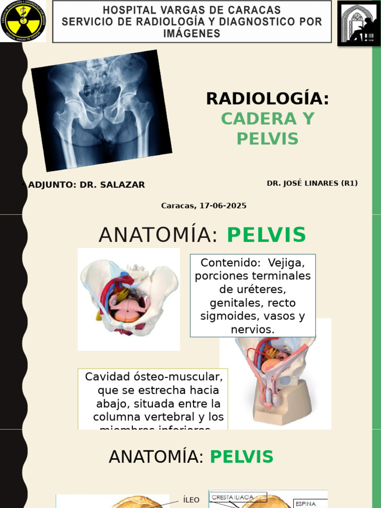 Cadera y Pelvis - Jose Linares 2025 | PDF | Pelvis | Sistema ...